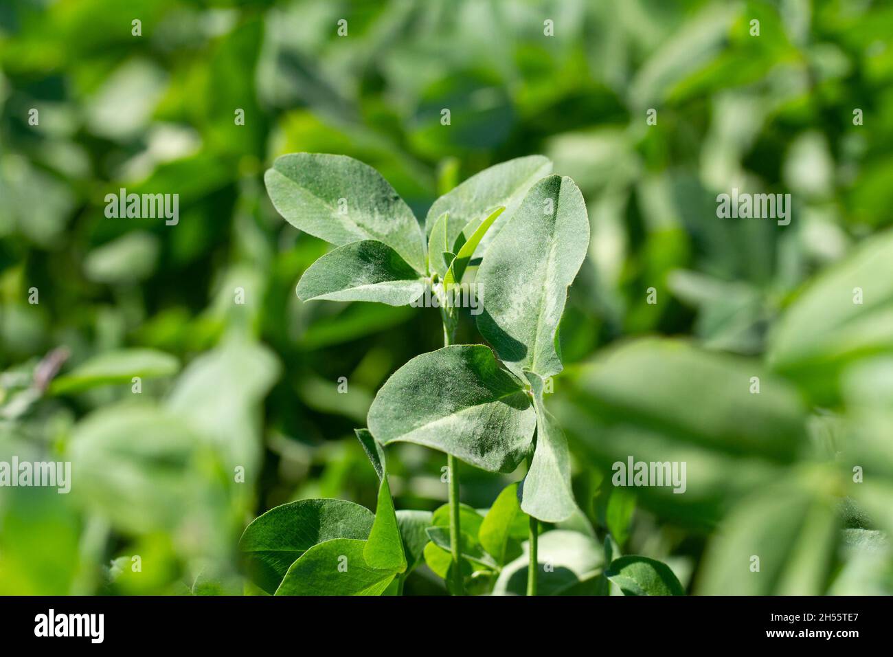Growing clovers on a field Stock Photo - Alamy