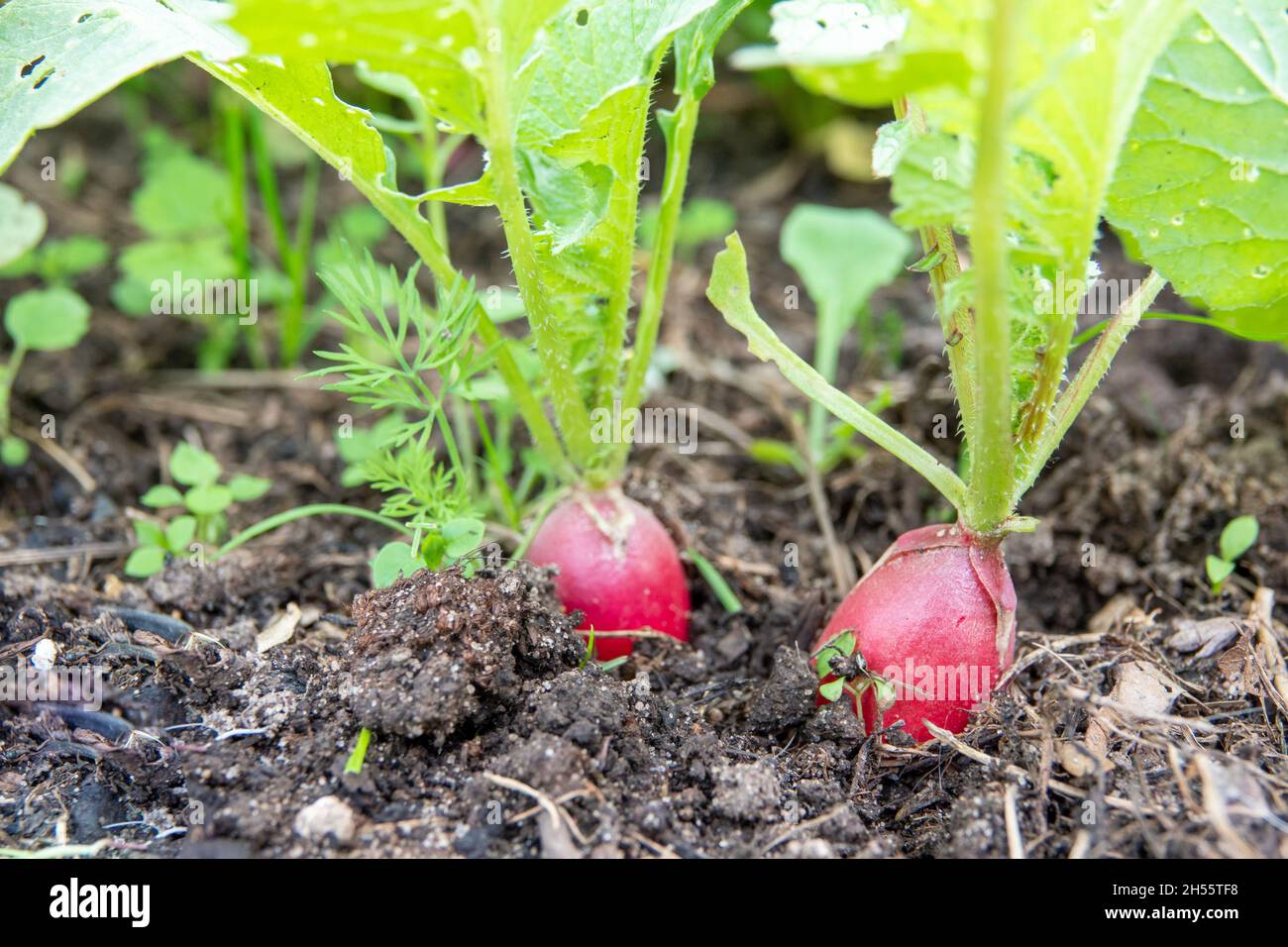 Grade soil hi-res stock photography and images - Alamy
