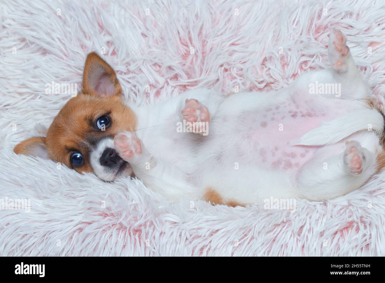 Chihuahua Terrier puppy Stock Photo - Alamy