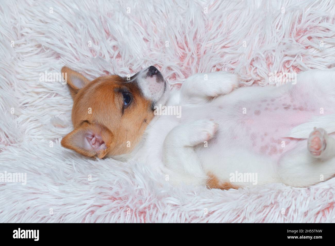 Chihuahua Terrier puppy Stock Photo - Alamy