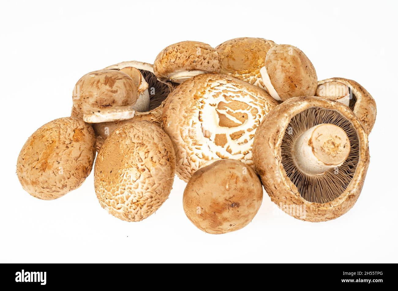 Bunch of fresh brown cultivated champignon mushrooms isolated on white ...