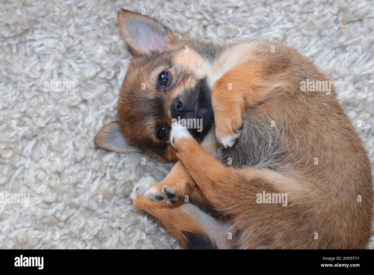 Chihuahua Terrier puppy Stock Photo - Alamy