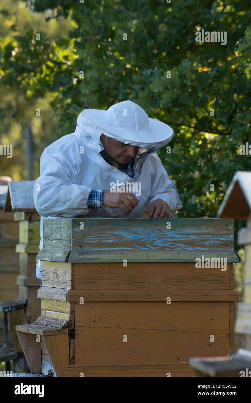 Honeybee working tool hi-res stock photography and images - Alamy
