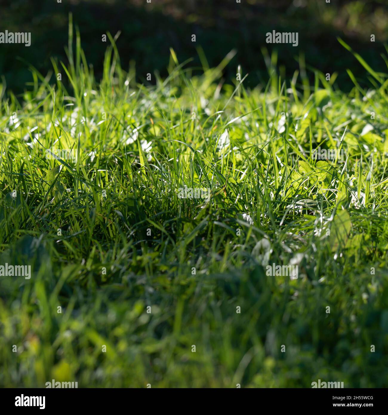 Natural green grasses on countryside Stock Photo - Alamy