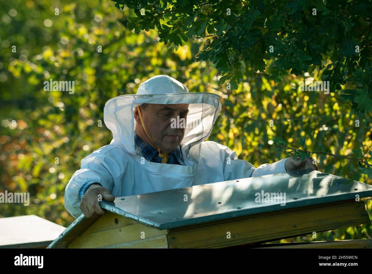 Honeybee working tool hi-res stock photography and images - Alamy