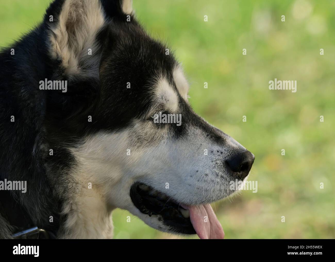 Husky in nature hi-res stock photography and images - Alamy