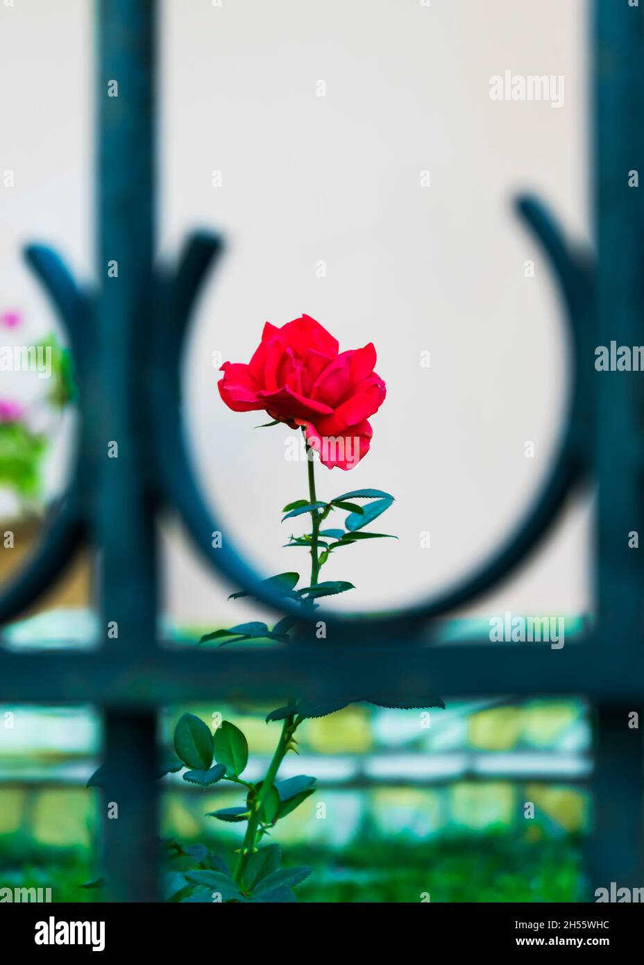 Red rose behind a metal fence Stock Photo - Alamy