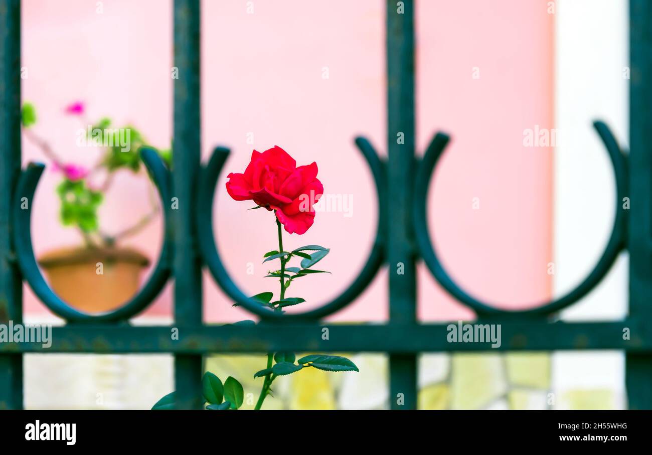 Red rose behind a metal fence Stock Photo - Alamy