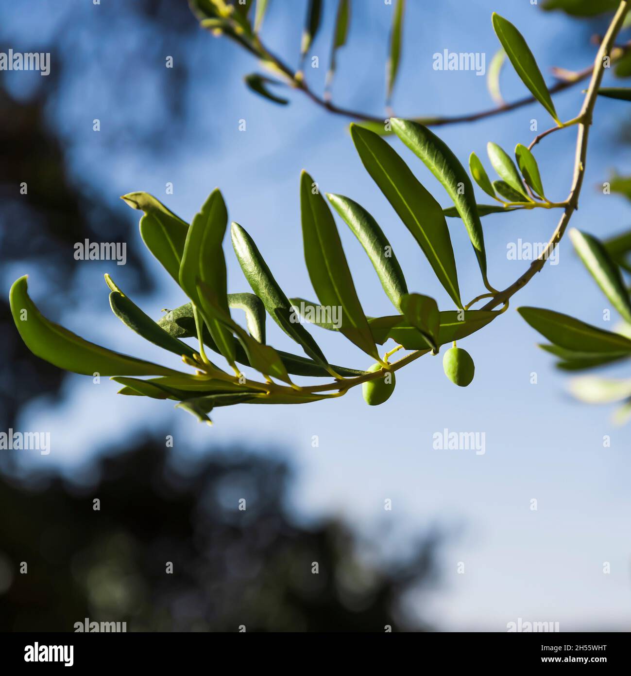 Olive growing on a tree branch hi-res stock photography and images - Alamy
