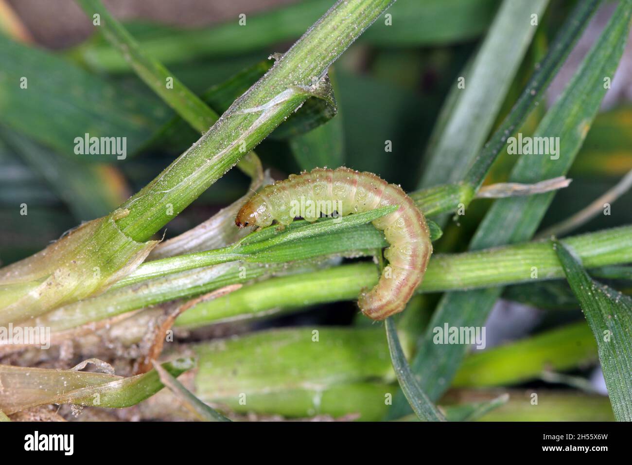 Fall armyworm moth hi-res stock photography and images - Alamy