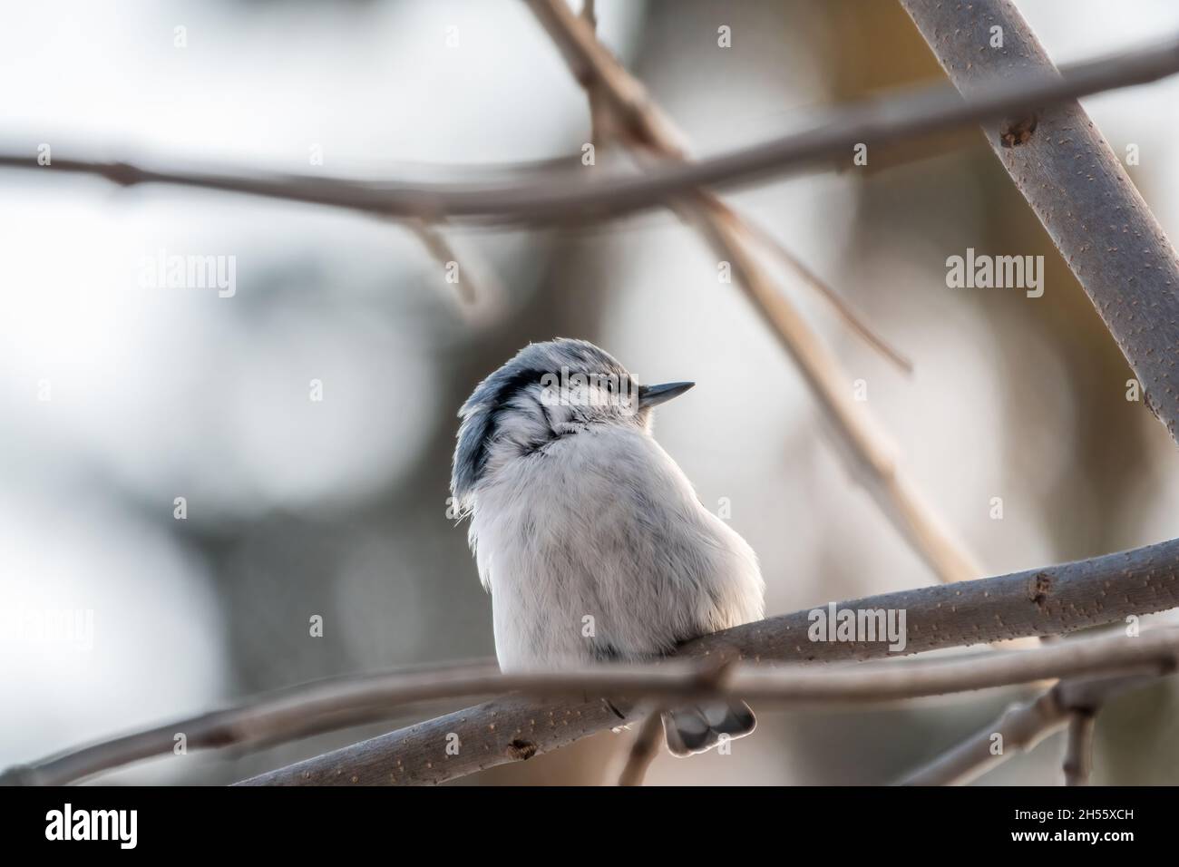 Eurasian nuthatch or wood nuthatch, lat. Sitta europaea, sitting on a ...