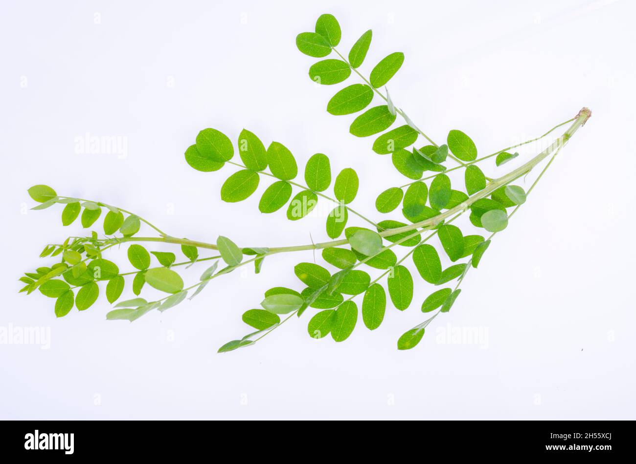 Acacia branch with yellow flowers and green leaves. Studio Photo Stock ...