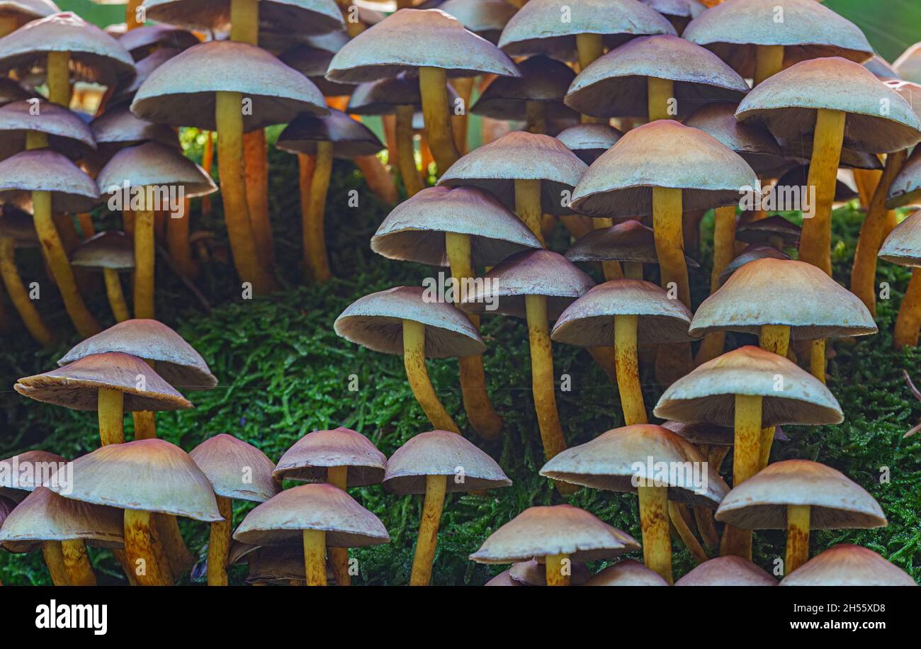 Mushrooms growing in the forest, Hypholoma fasciculare Stock Photo - Alamy