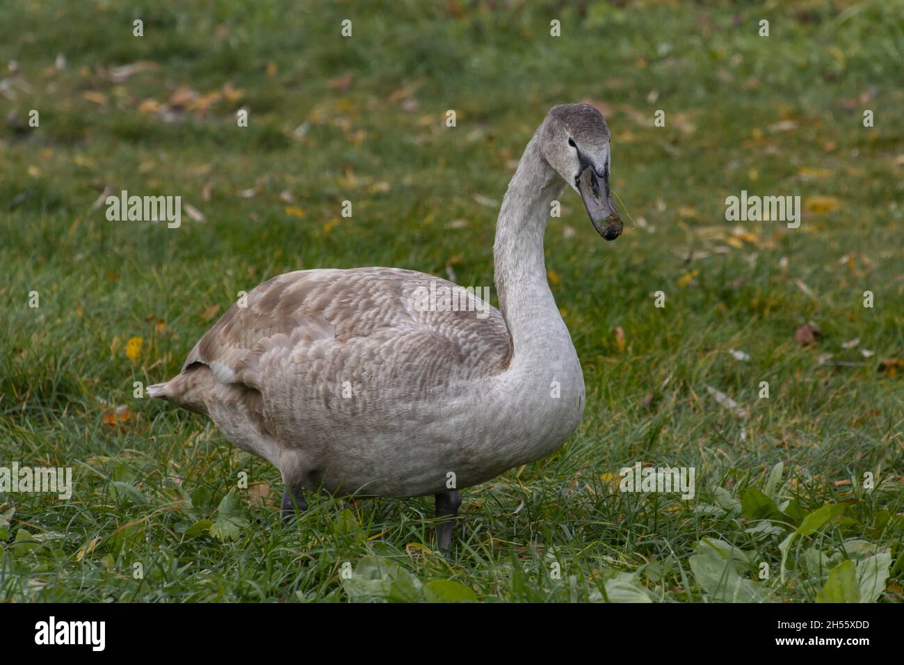 Brown swan bird hi-res stock photography and images - Alamy