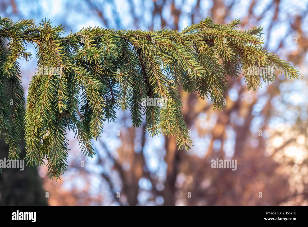 Green fir branches in winter at sunset. Branches of fir tree as ...
