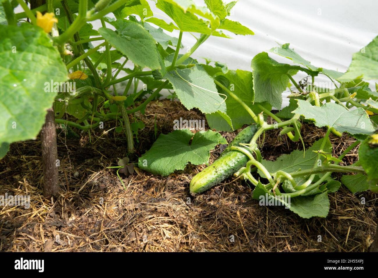 Cucumbers in a garden in the village. Scourge of cucumbers on the grid ...