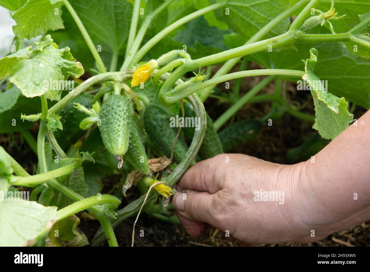Cucumbers in a garden in the village. Scourge of cucumbers on the grid ...