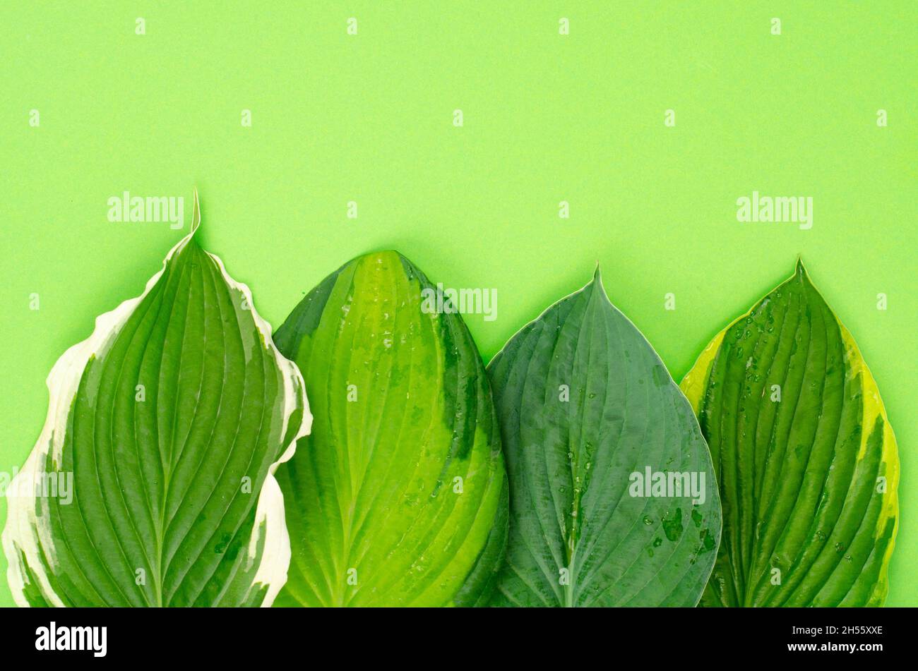 Background, postcard, banner from decorative hosta leaves. Studio Photo ...