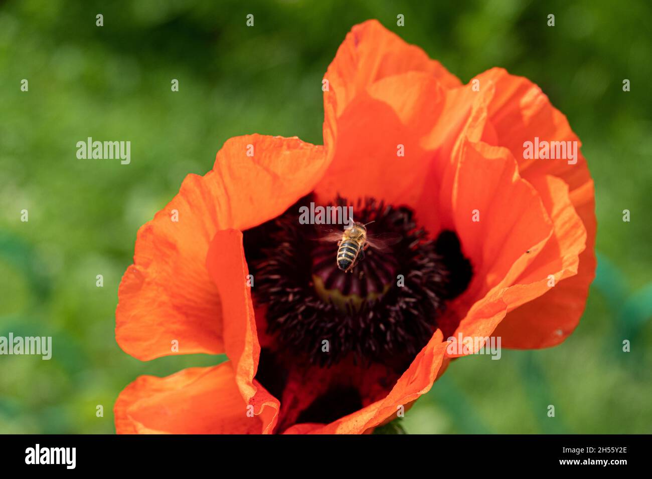 Beautiful field of red poppies in the sunset light Stock Photo - Alamy