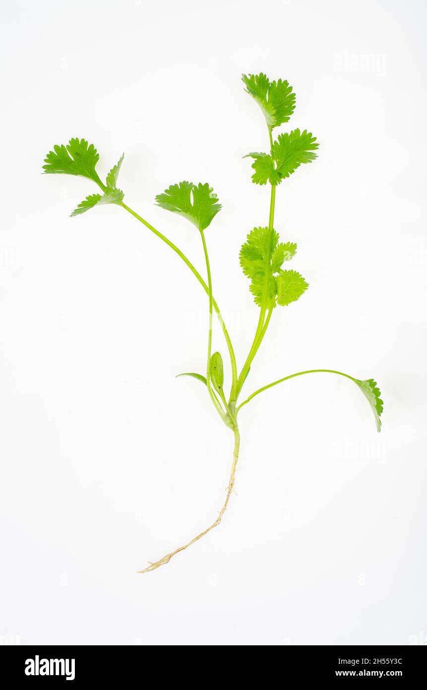 green coriander shoot isolated on white background. Studio photo Stock ...