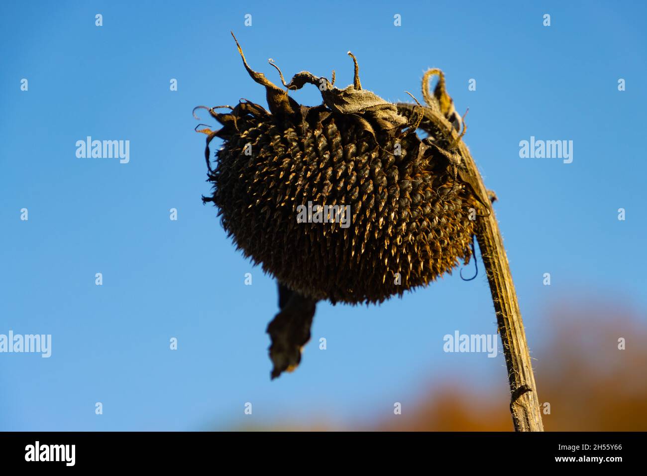 Drying sunflower seed hi-res stock photography and images - Alamy