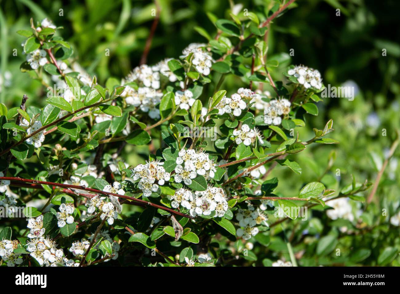 Bearberry cotoneaster Major - Latin name - Cotoneaster dammeri Major ...