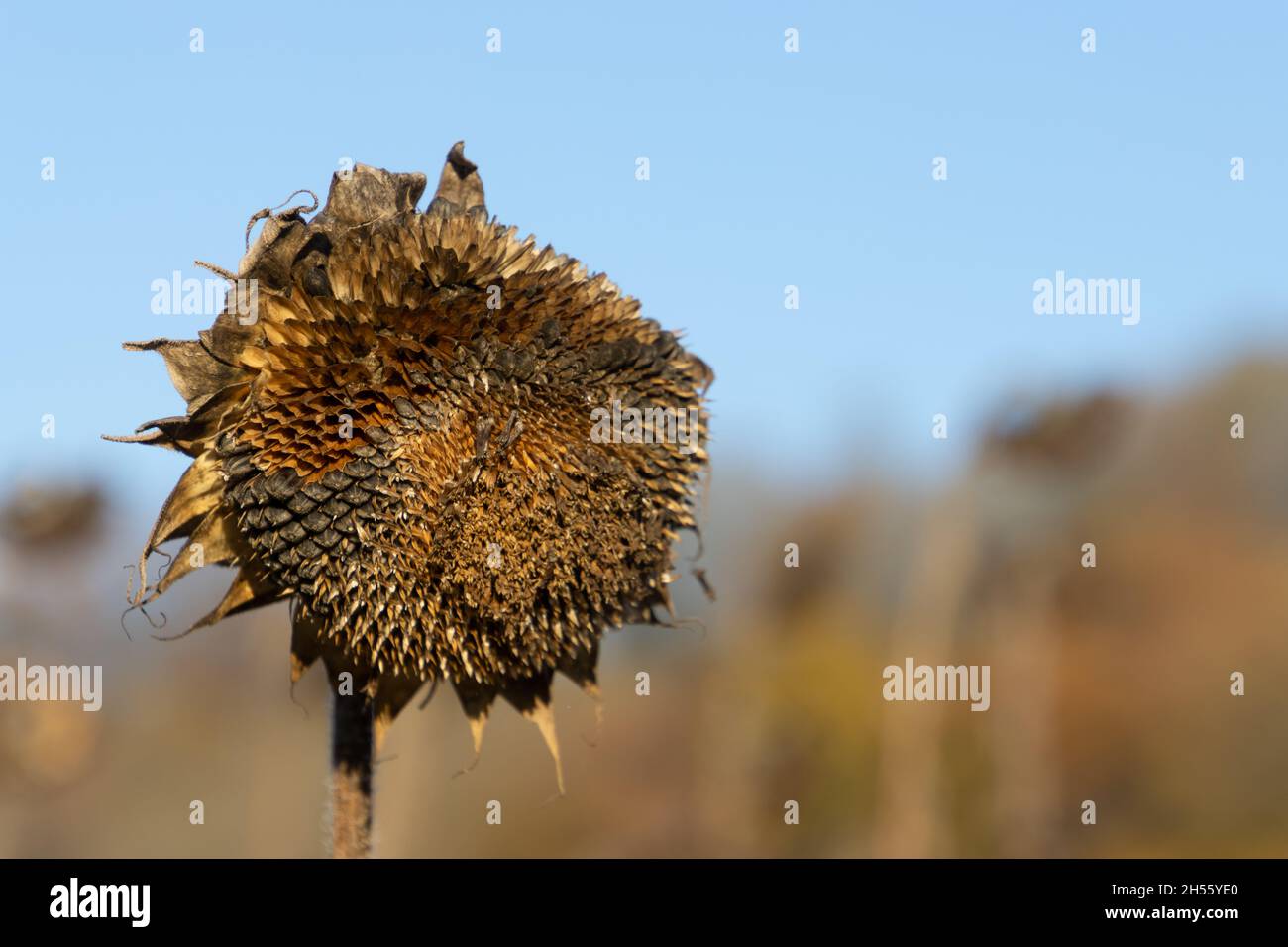 Drying sunflower seed hi-res stock photography and images - Alamy