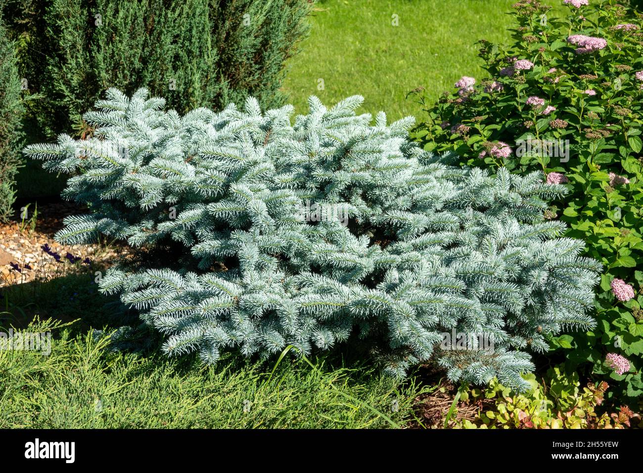 Dwarf norway spruce hi-res stock photography and images - Alamy
