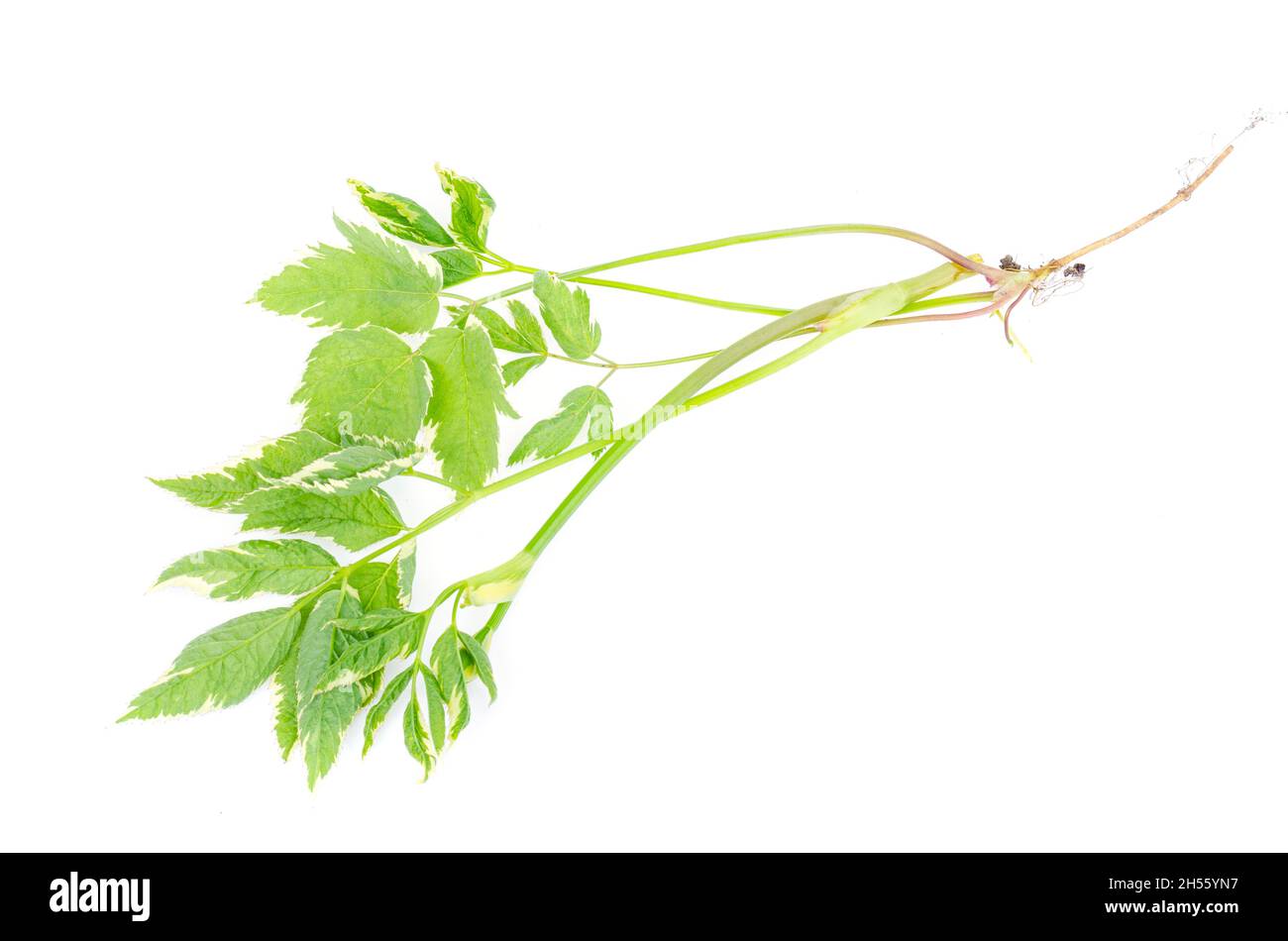 Perennial weed Aegopodium with variegated leaves. Studio Photo Stock ...