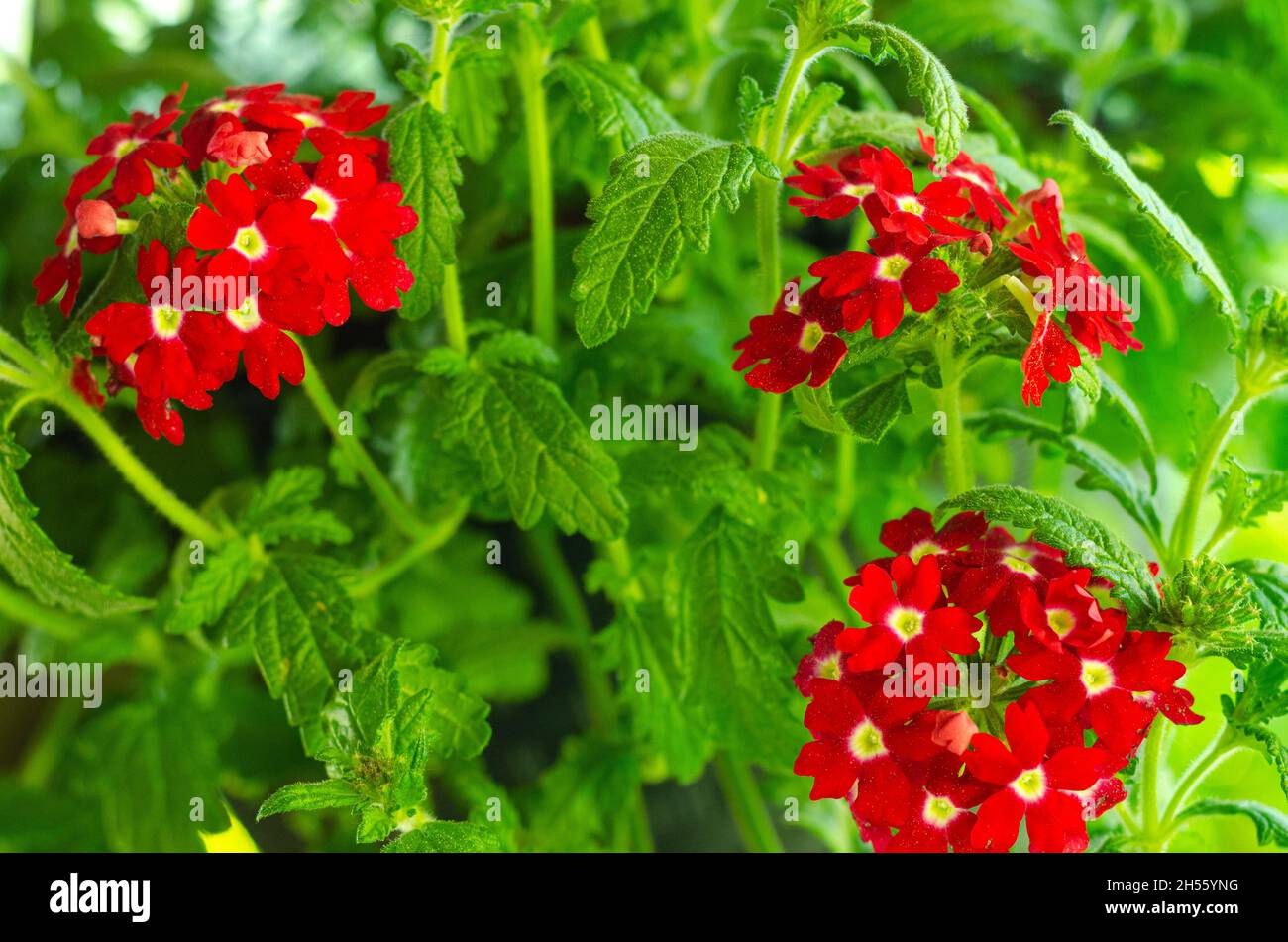Beautiful red Verb na flower inflorescences. Studio Photo Stock Photo ...