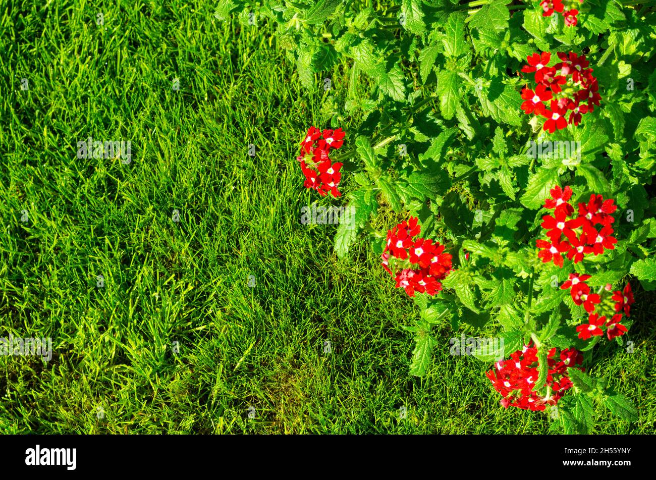 Beautiful red Verb na flower inflorescences. Studio Photo Stock Photo ...