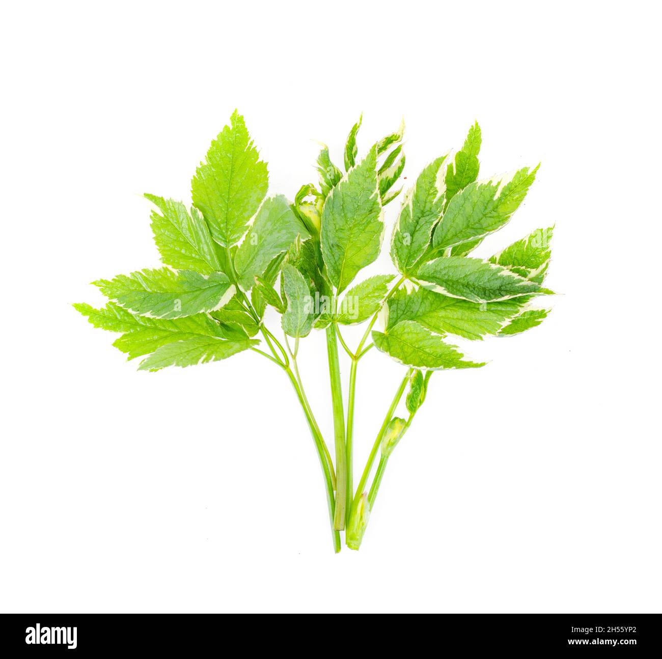 Perennial weed Aegopodium with variegated leaves. Studio Photo Stock ...