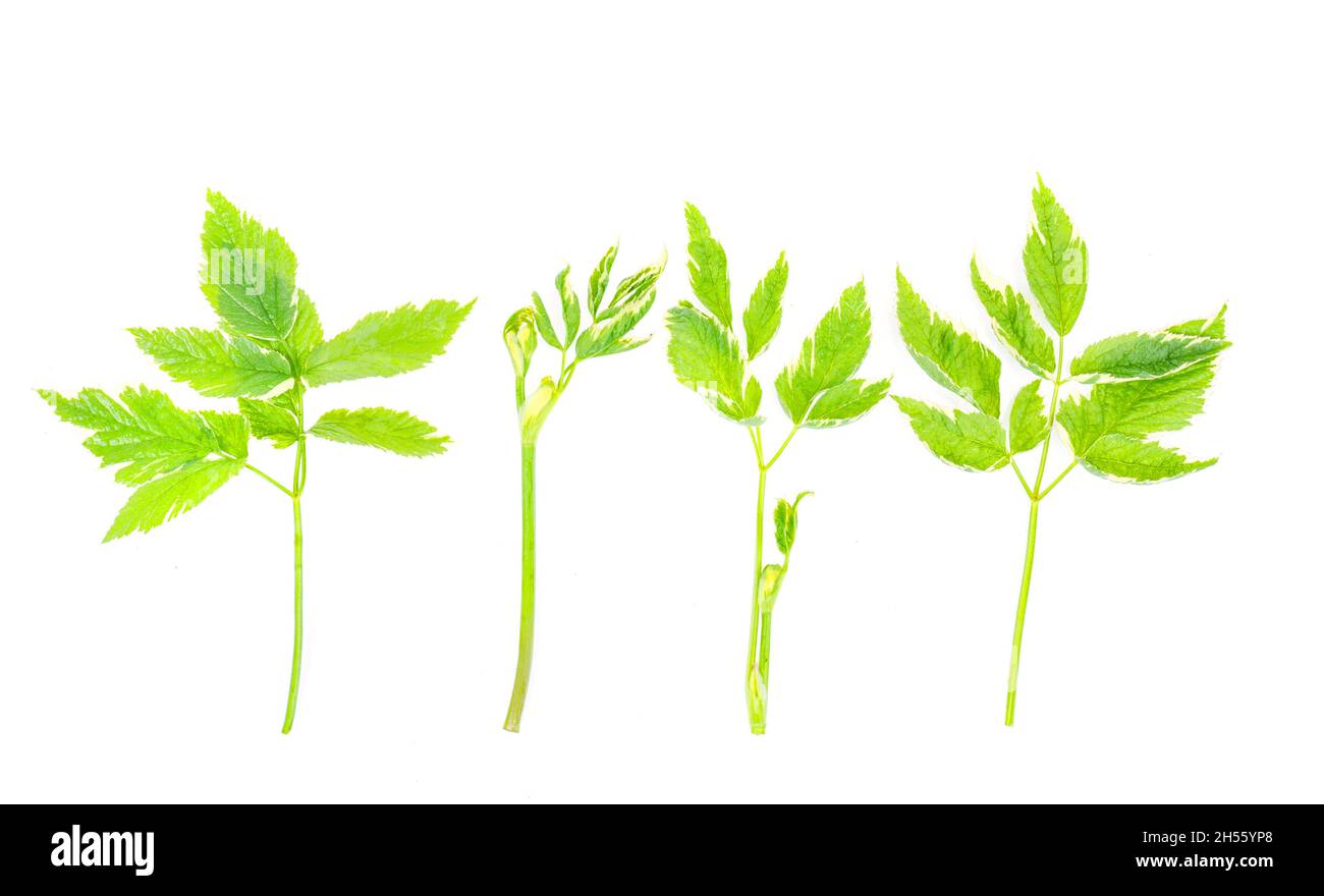 Perennial weed Aegopodium with variegated leaves. Studio Photo Stock ...