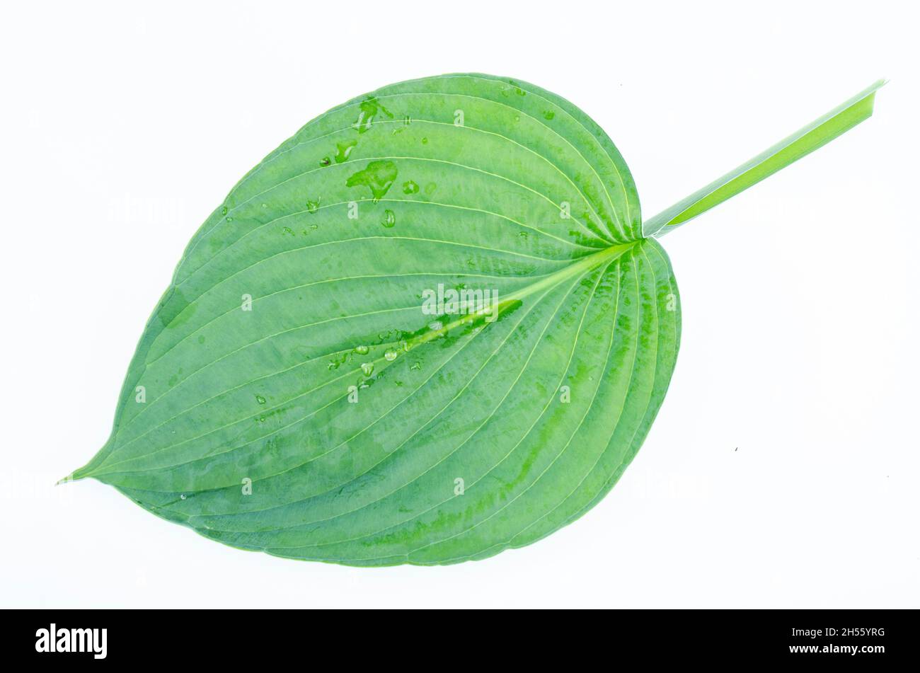 Various varieties of hosta leaves isolated on white background. Studio ...