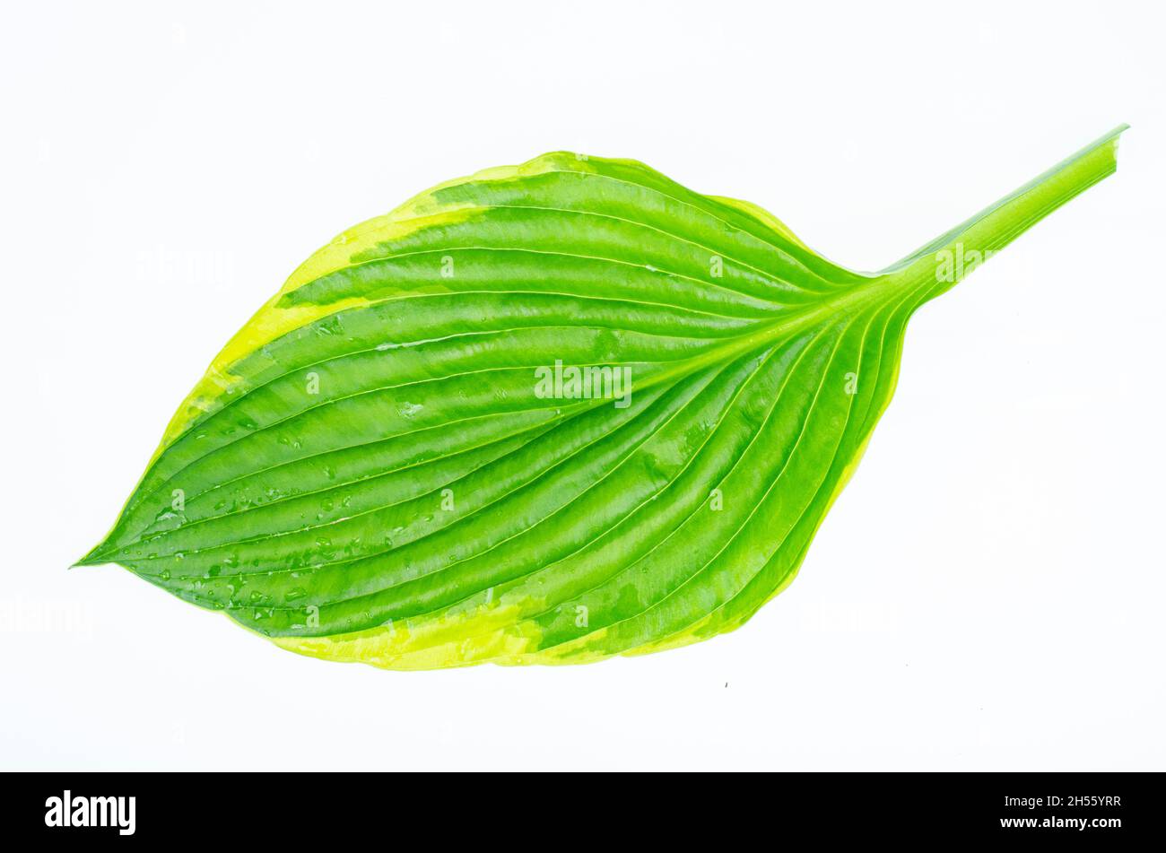 Various varieties of hosta leaves isolated on white background. Studio ...