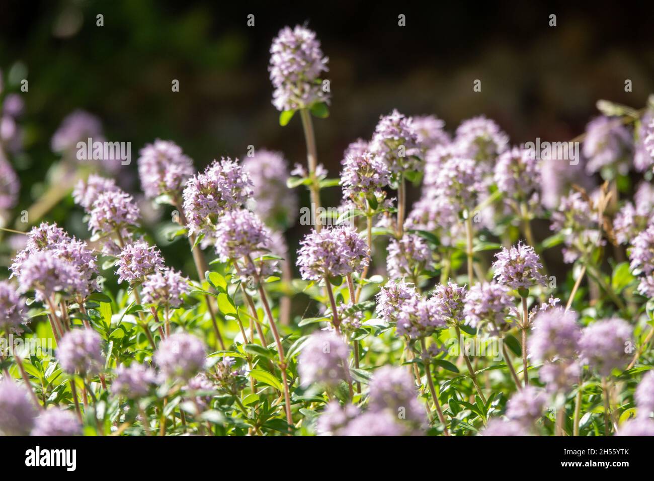 Thymus vulgaris known as Common Thyme, Garden thyme, variety with pale ...