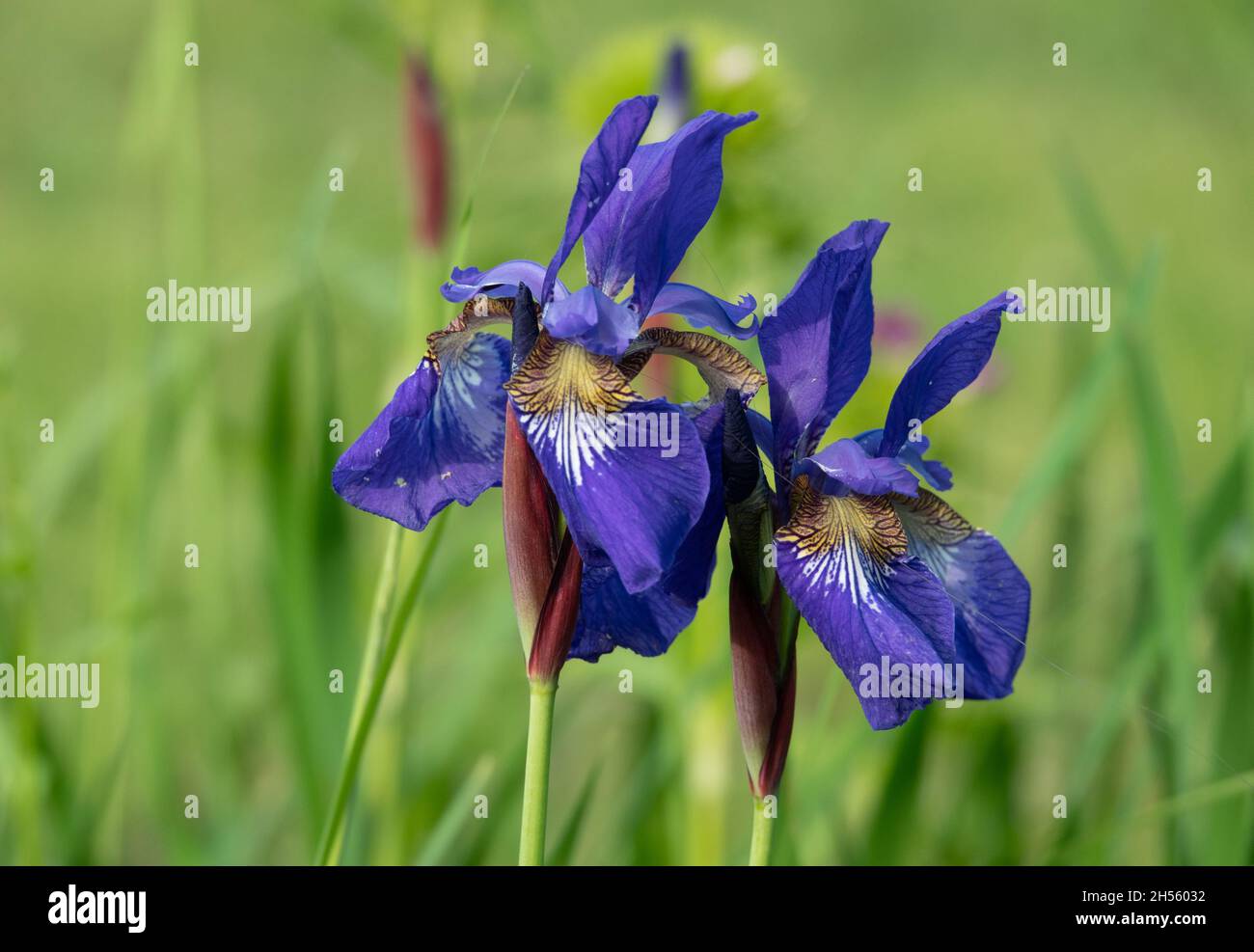 Iris. Perennial rhizomatous plant of the Iris family Iridaceae ...