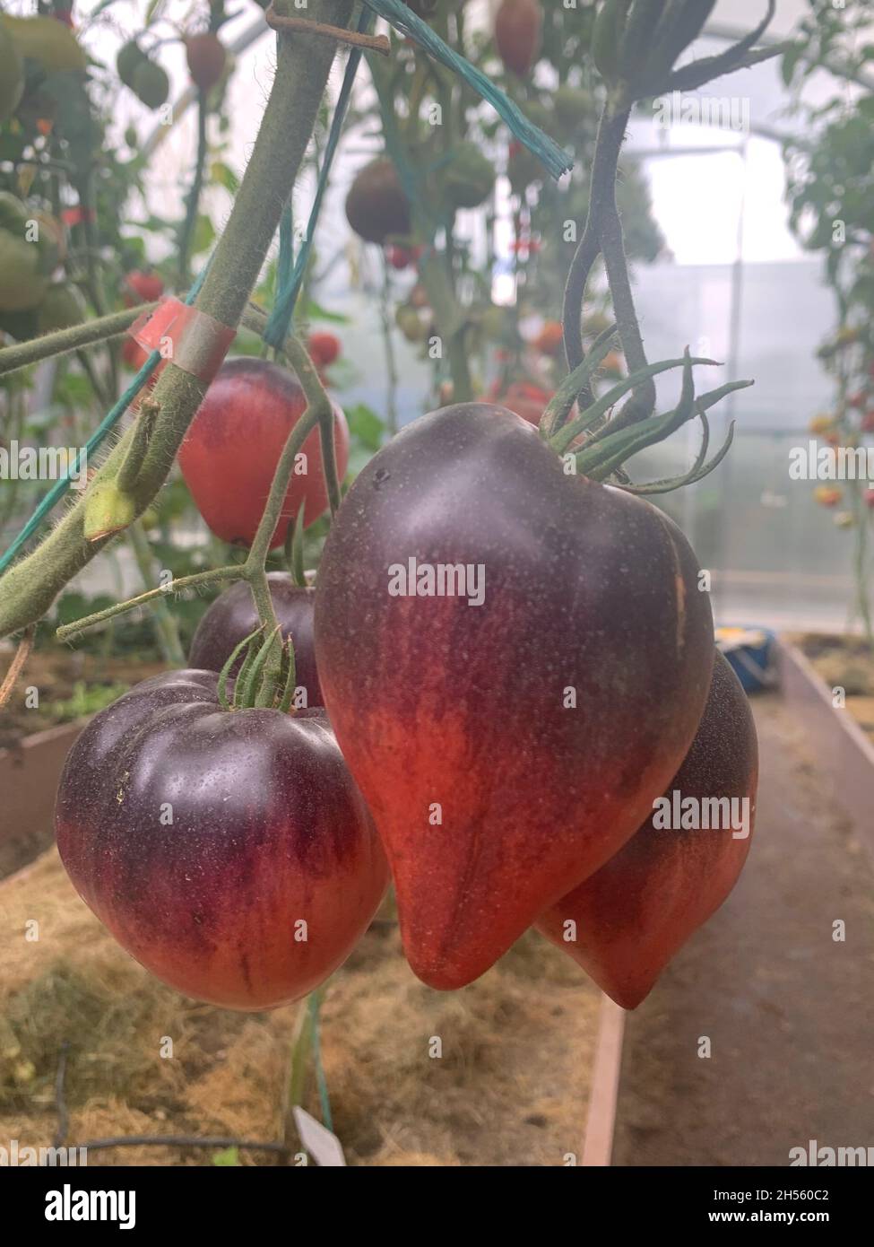 Tomatoes of unusual color and shape grow on bush Stock Photo - Alamy