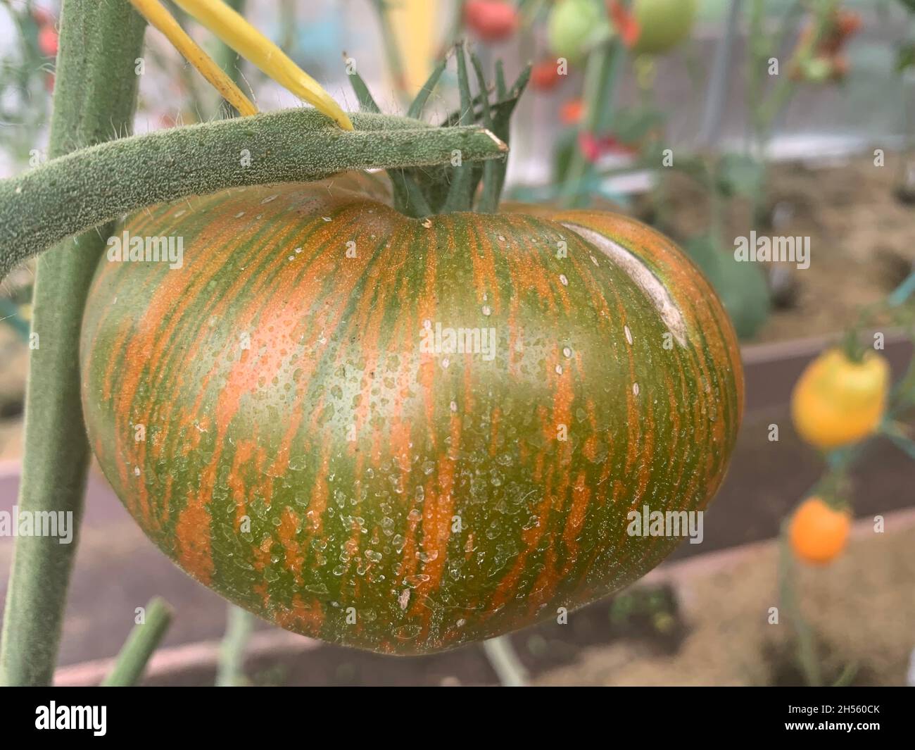 Tomatoes of unusual color and shape grow on bush Stock Photo - Alamy