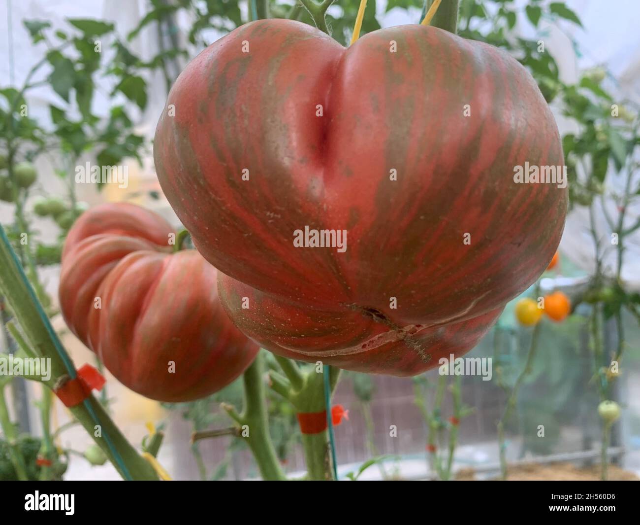 Tomatoes of unusual color and shape grow on bush Stock Photo - Alamy