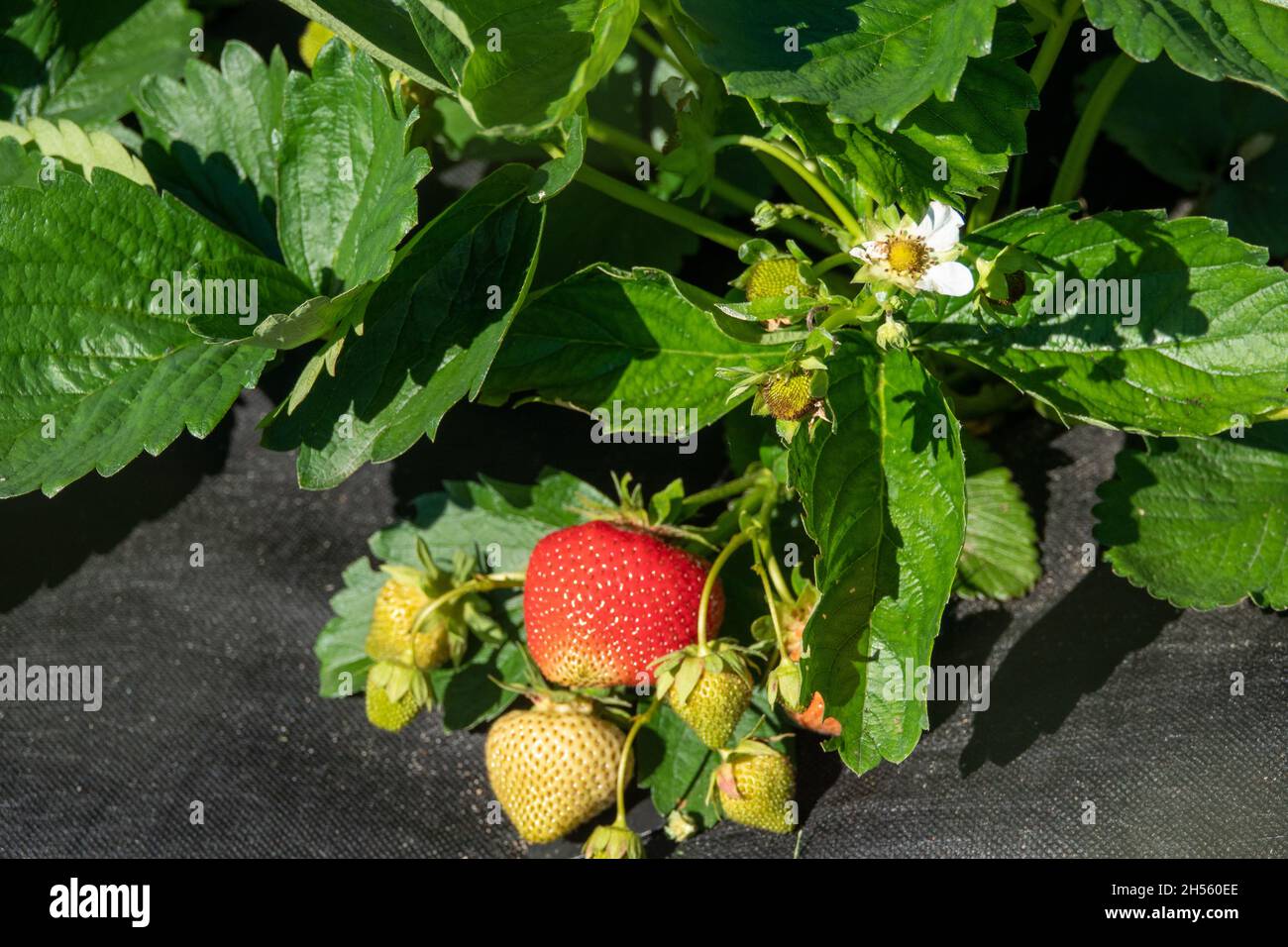 Harvesting of fresh ripe big red strawberry fruit Stock Photo - Alamy