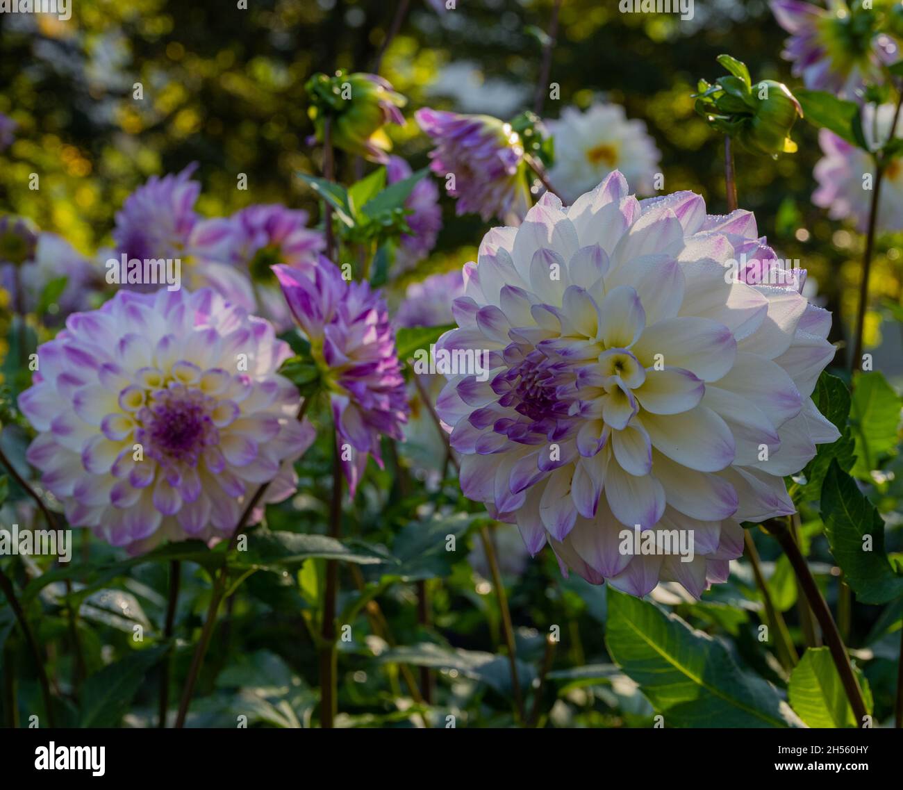 The dahlia (name, Hapet Blue Eyes) in the dahlia garden Baden Baden ...