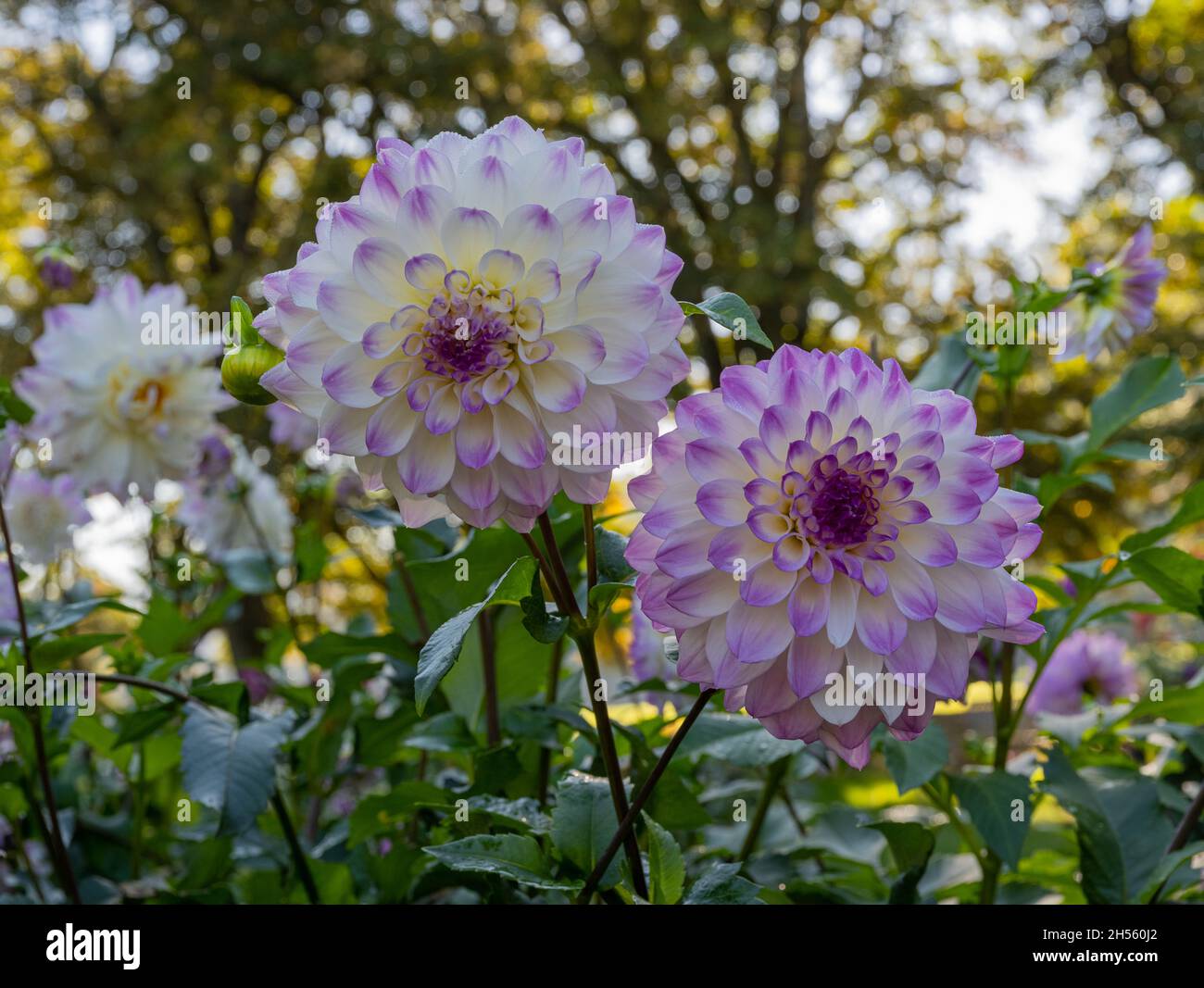 The dahlia (name, Hapet Blue Eyes) in the dahlia garden Baden Baden ...