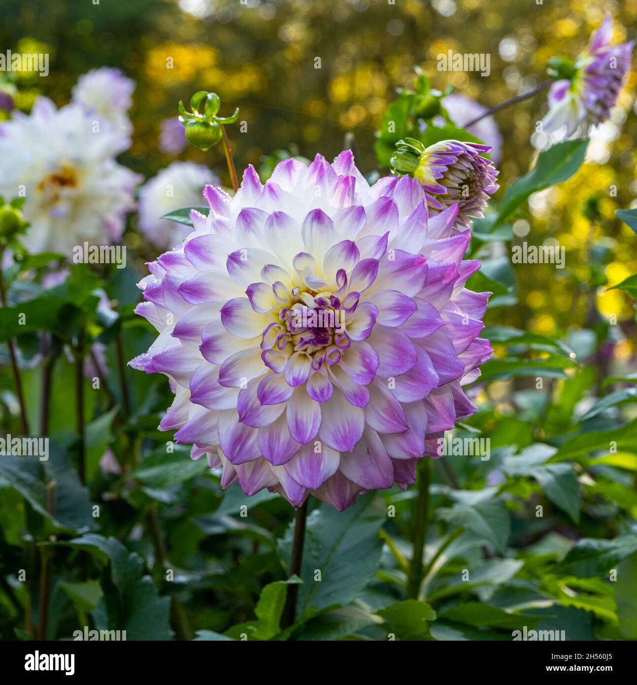 The dahlia (name, Hapet Blue Eyes) in the dahlia garden Baden Baden ...
