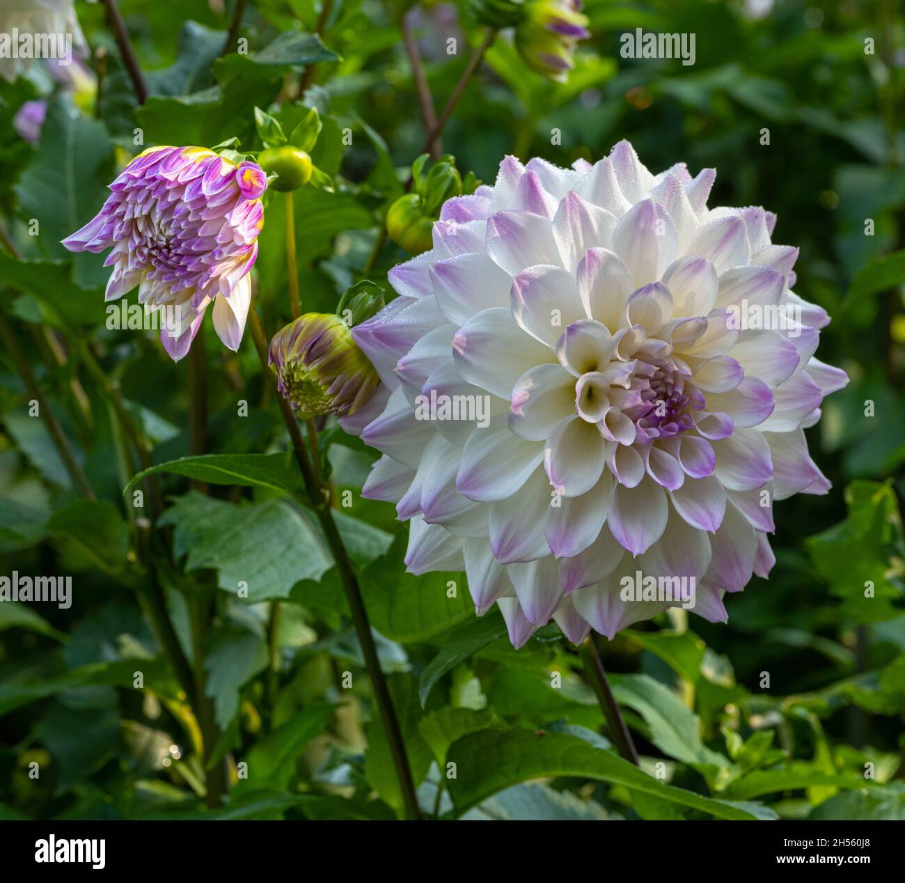 The dahlia (name, Hapet Blue Eyes) in the dahlia garden Baden Baden ...
