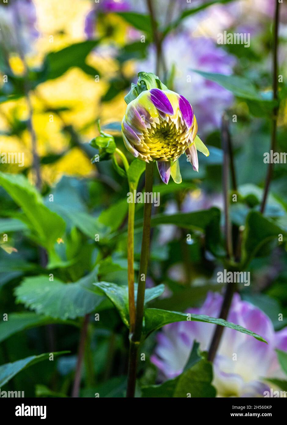 The dahlia (name, Hapet Blue Eyes) in the dahlia garden Baden Baden ...
