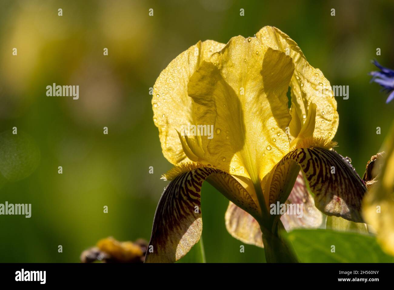 Iris pseudacorus bright yellow water flag flowers in bloom, beautiful ...