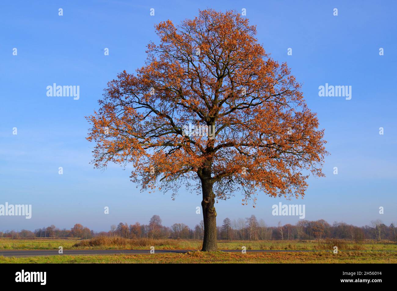 Narrow, asphalt road across a plain covered with farmland and meadows ...