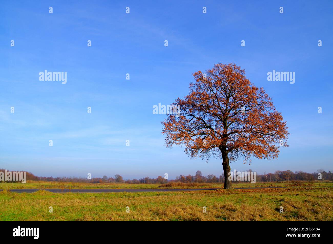 Narrow, asphalt road across a plain covered with farmland and meadows ...