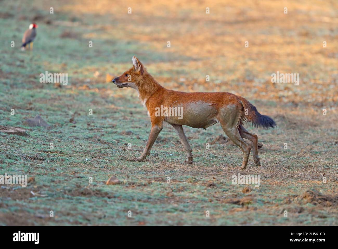 An adult Dhole or Indian wild dog (Cuon alpinus) at Tadoba Andhari ...